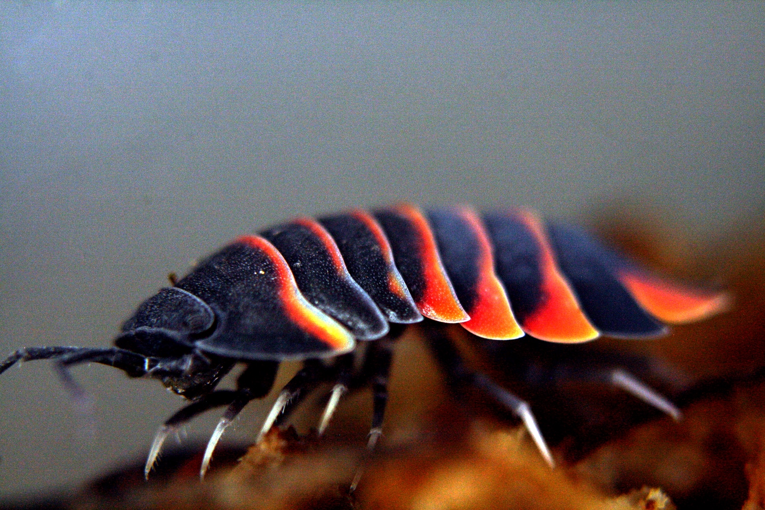 7 Ct. Merulanella Red Ember Bee (Free Shipping) Isopod by Holy-Poly ...