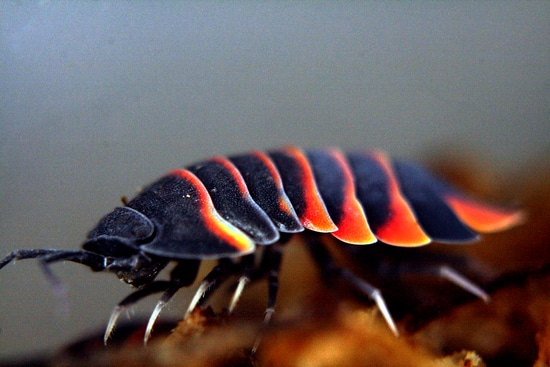 Merulanella Red Ember Bees (10ct) Isopod by Holy-Poly Isopods LLC