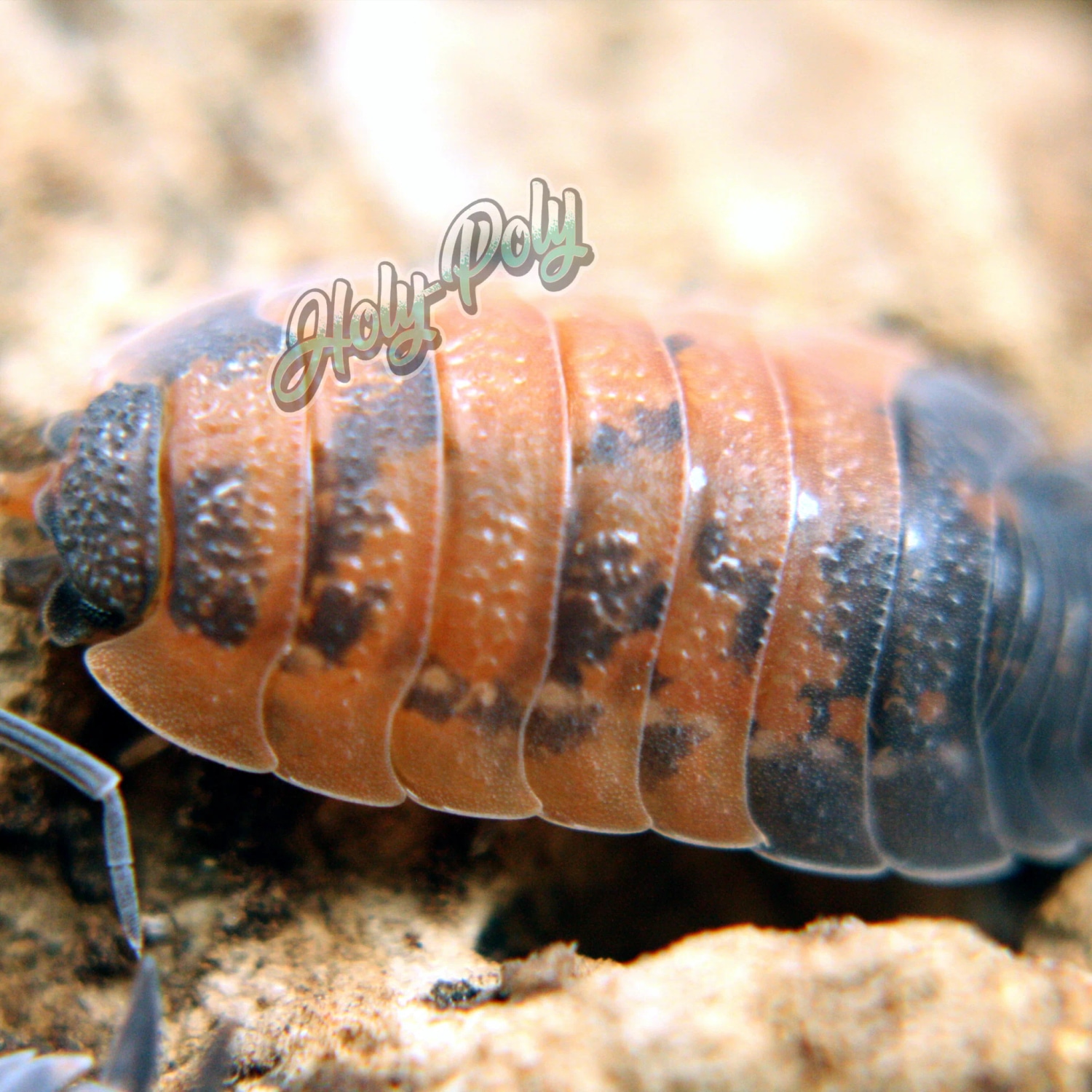 Porcellio Scaber “Lava Isopods” (10 Ct.) by Holy-Poly Isopods LLC ...