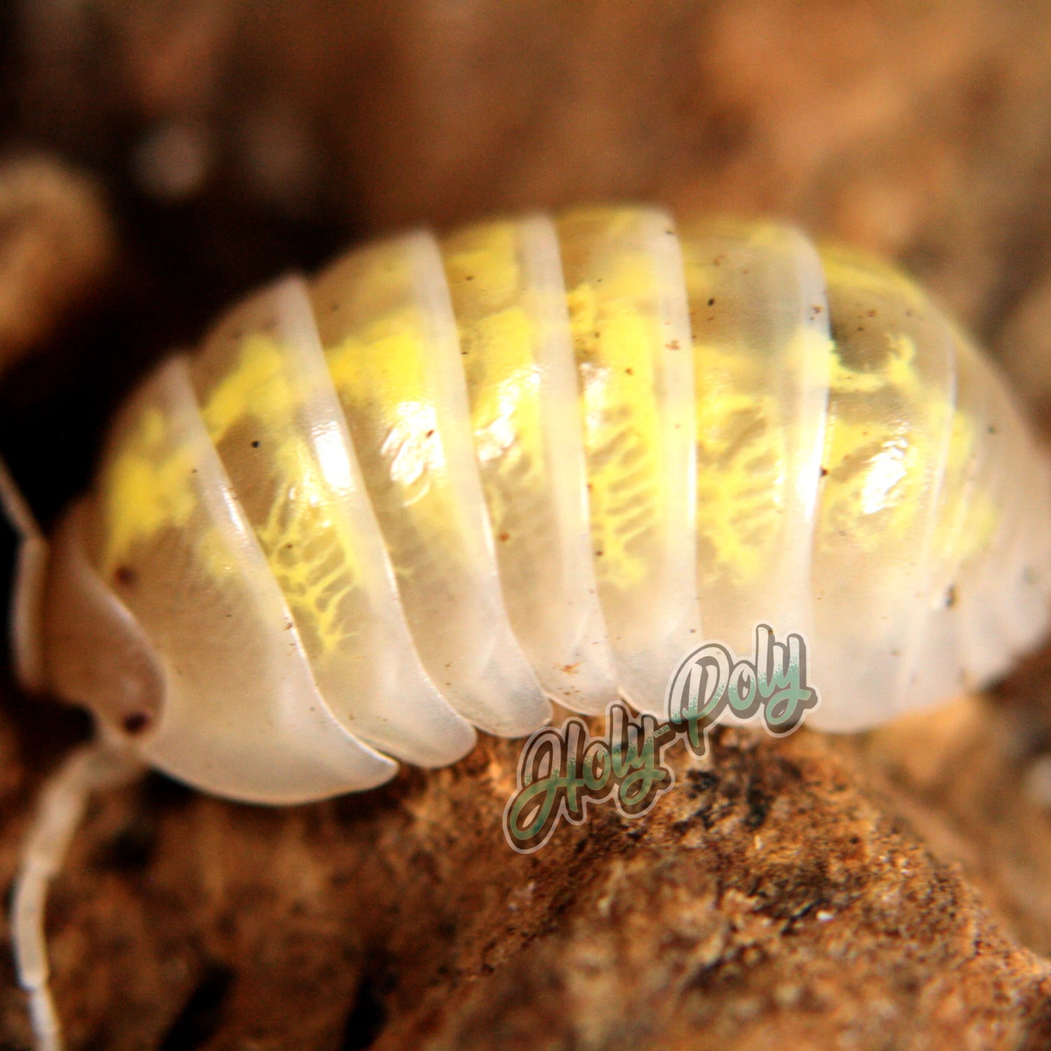 Armadillidium Vulgare “Magic Potion (US) ” (6 Ct.) Isopod by Holy-Poly ...
