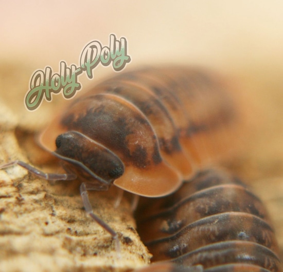 Cubaris Sp. "Red Tiger" Isopods (10 Ct.) by Holy-Poly Isopods LLC