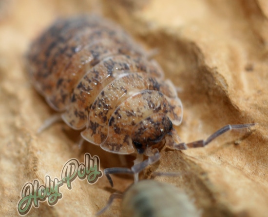 Porcellio Scaber "Orin's Calico" Isopods (10 Ct.) by Holy-Poly Isopods LLC