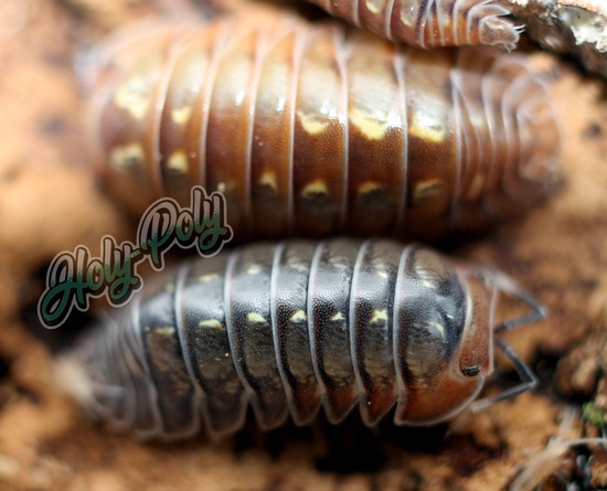 RARE Cubaris Sp. "Dream" Isopods (5 Ct.) by Holy-Poly Isopods LLC