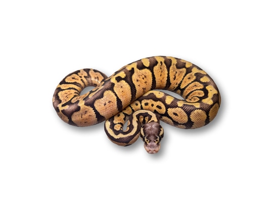 Superfly Ball Python by Holy Balls Captive Bred Ball Pythons and More