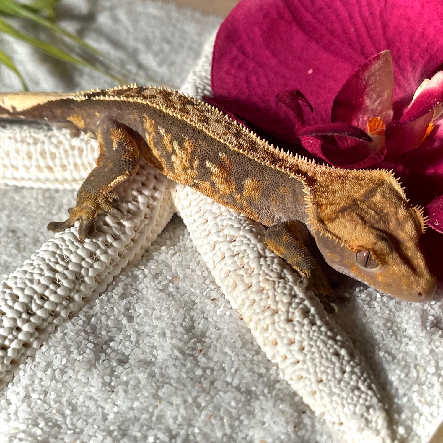 20% OFF KOA Partial Pinstripe Crested Gecko by Holy Grail Geckos ...