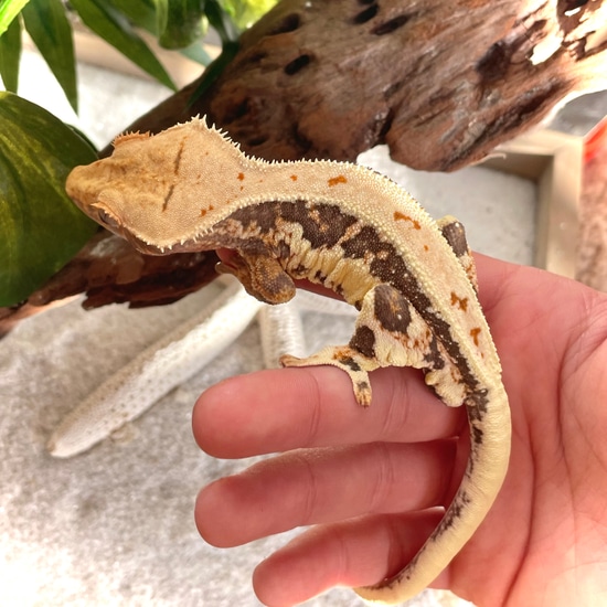 SEBASTIAN Lilly White Crested Gecko by Holy Grail Geckos