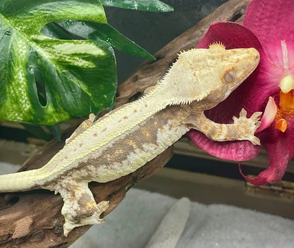 SGT. PEPPER Super Dalmatian Crested Gecko by Holy Grail Geckos ...