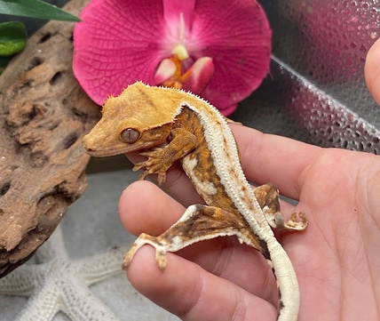 SGT. PEPPER Super Dalmatian Crested Gecko by Holy Grail Geckos ...