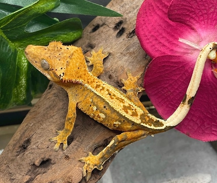 SGT. PEPPER Super Dalmatian Crested Gecko by Holy Grail Geckos ...
