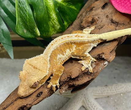 SGT. PEPPER Super Dalmatian Crested Gecko by Holy Grail Geckos ...