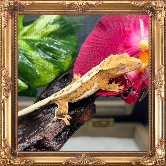 Cowboy (SOLEI LILLY) Crested Gecko by Holy Grail Geckos