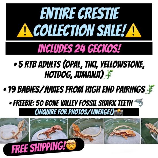 Collection For Sale Crested Gecko by Holy Grail Geckos
