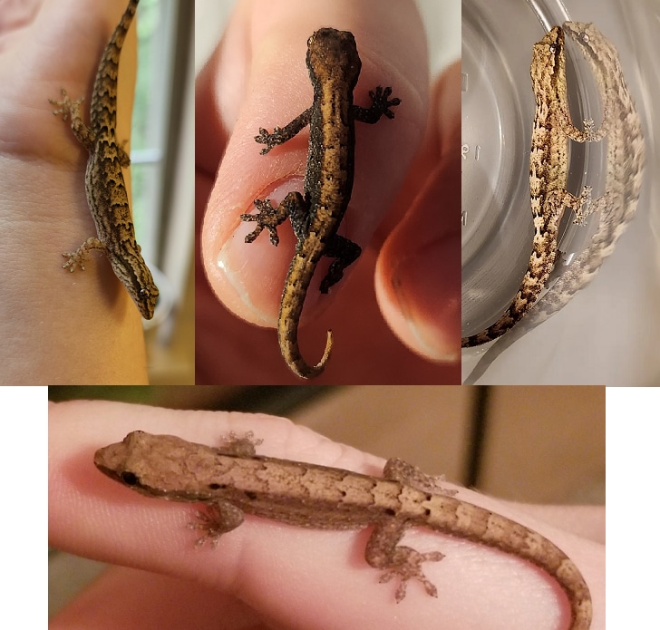 Mourning Gecko Hatchlings & Juveniles - Type A & B More Gecko by ...