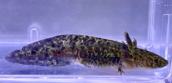 Spotted Wild Type Axolotl by Home Brood Reptiles