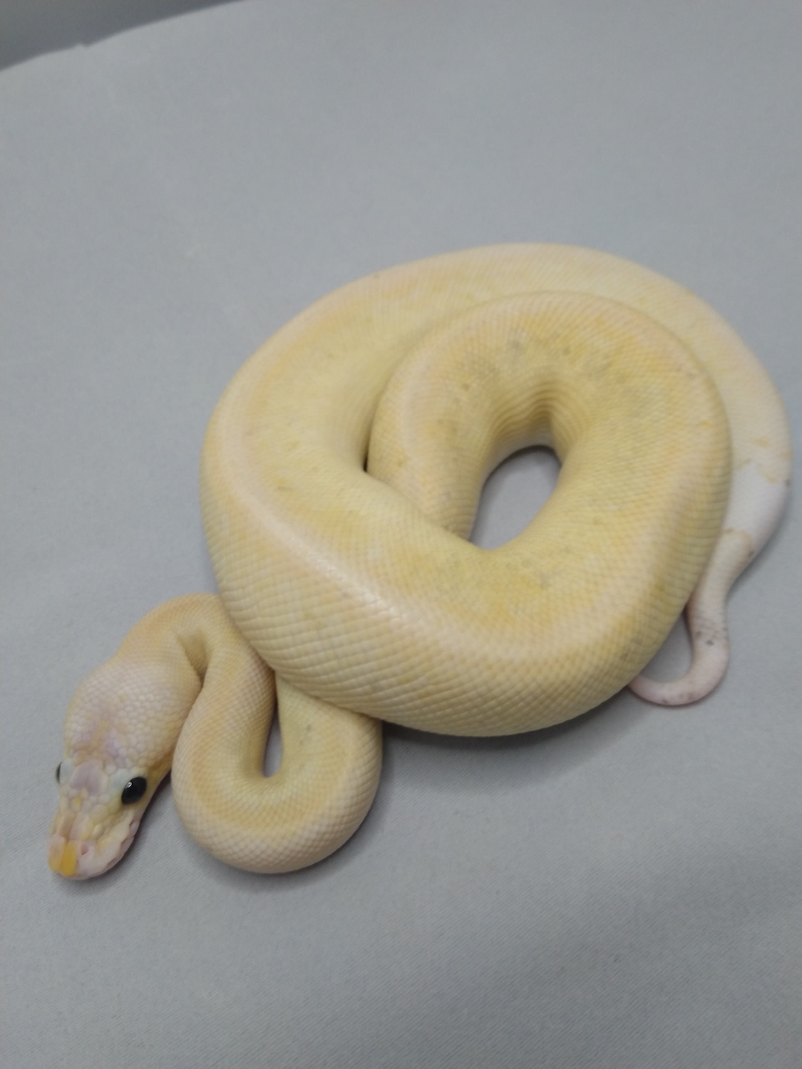 PRICE REDUCED Cb20 Champagne Pastel Cinnamon Or Het Red Axanthic Het ...