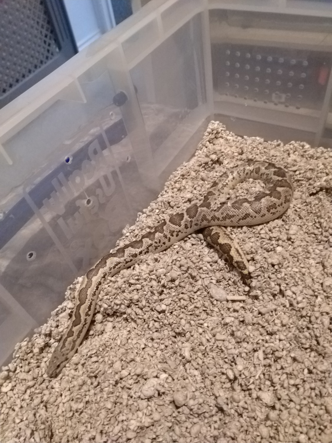 Rough Scale Sand Boa Rough-Scaled Sand Boa by Home Grown Herps ...