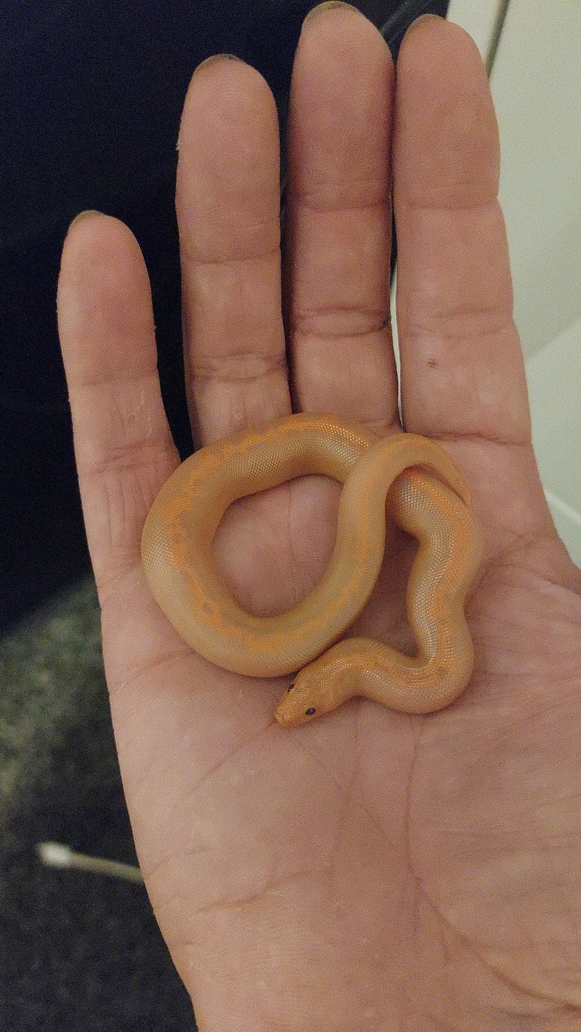 Albino Stripe Het Anery Kenyan Sand Boa by Home Grown Herps - MorphMarket