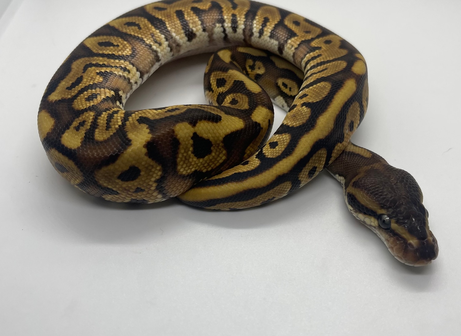 Leopard, Hidden Gene Woma Ball Python by Home Grown Morphs - MorphMarket