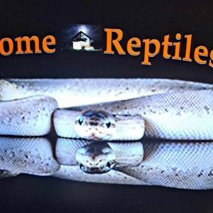 Homereptiles - MorphMarket