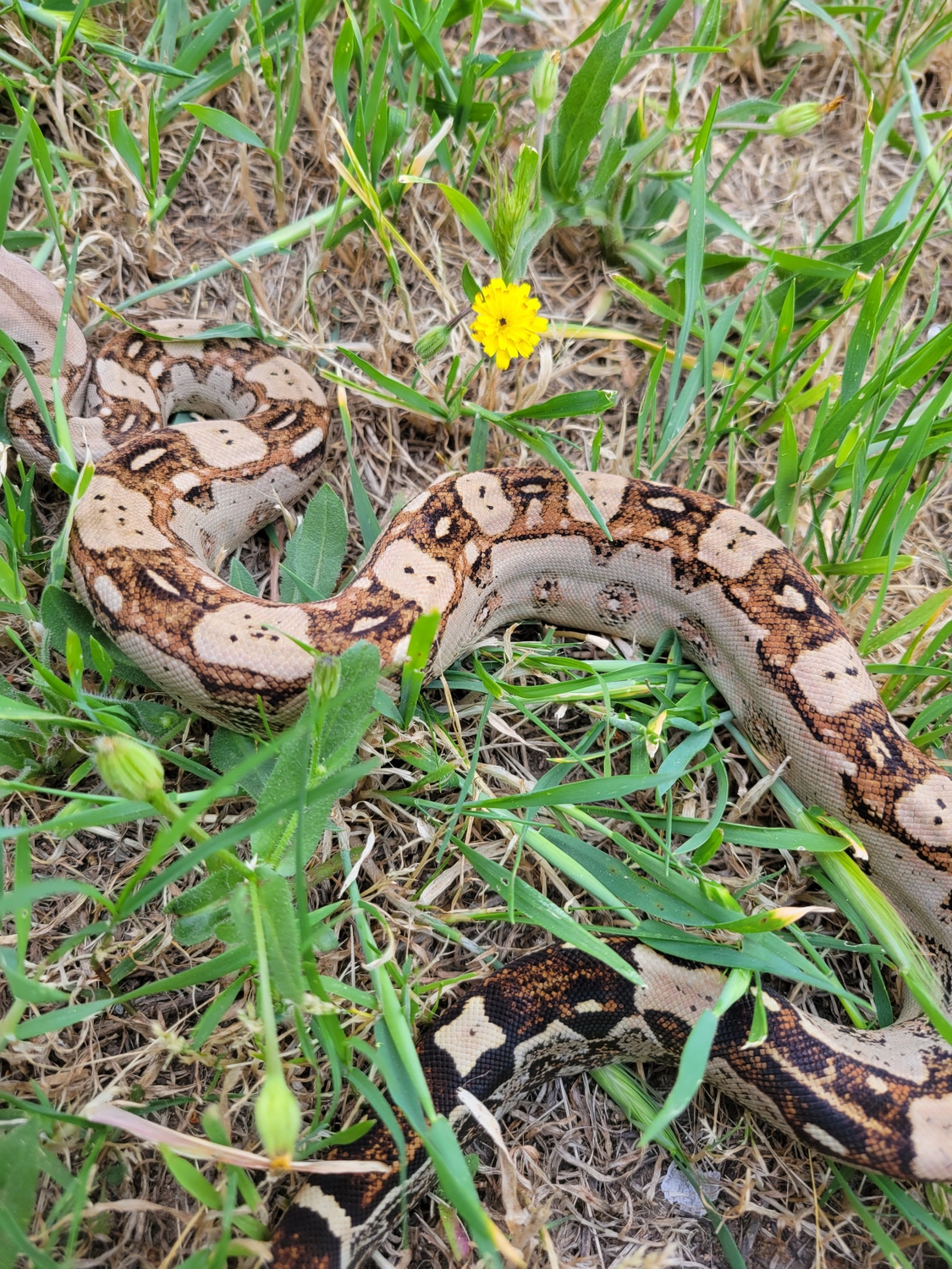 100% Het VPI Aztec Boa Constrictor by Boa Town - MorphMarket