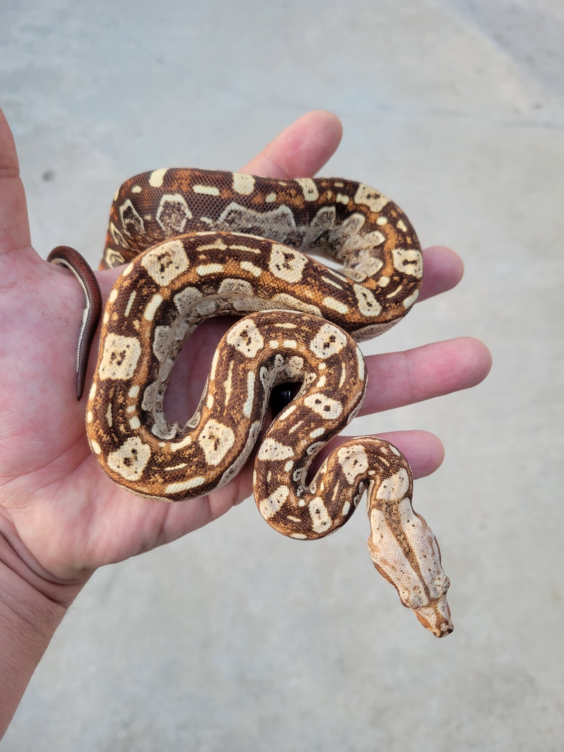 VPI Aztec Boa Constrictor by Boa Town - MorphMarket