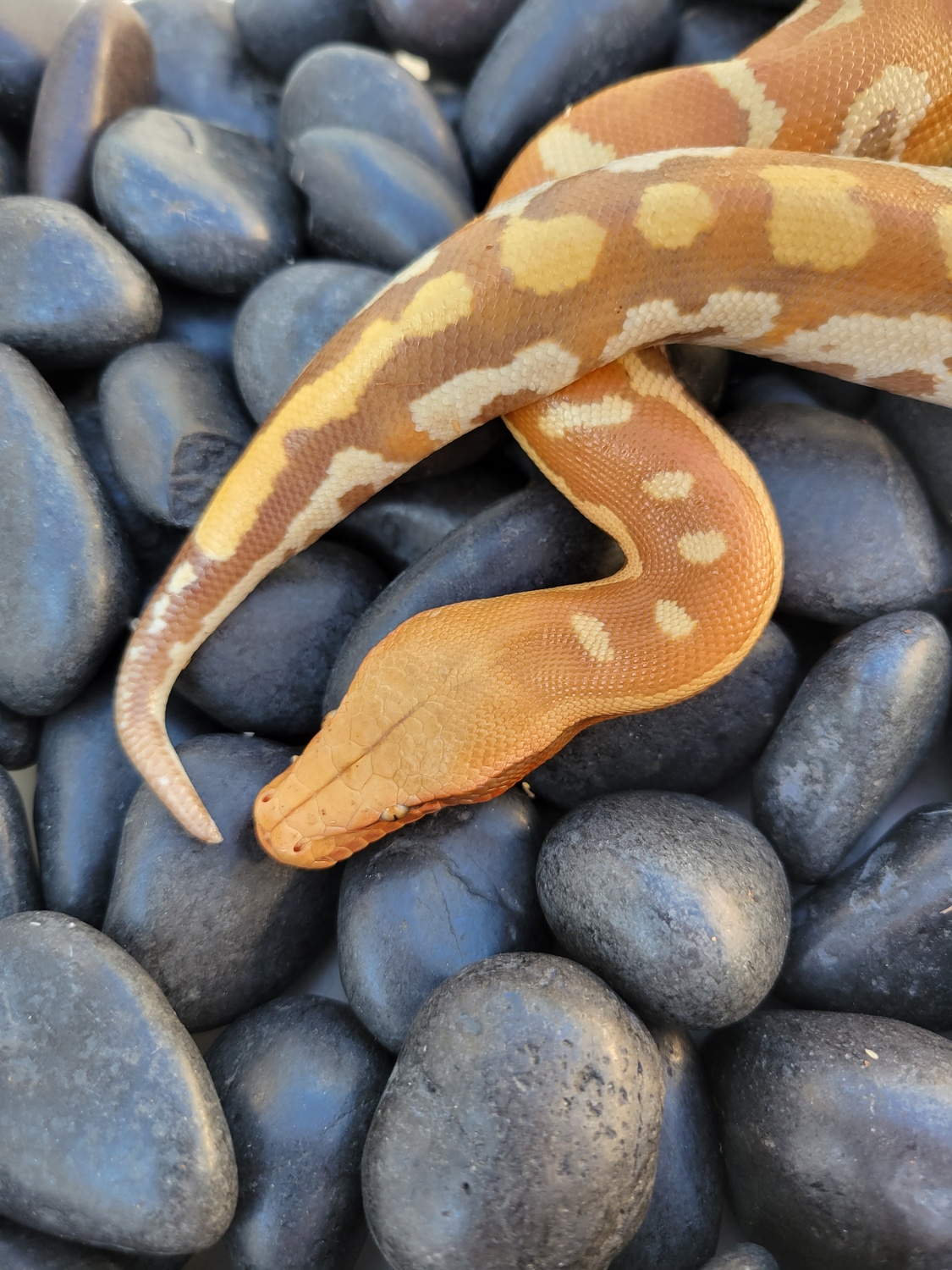 T+ Albino Blood Python by Boa Town - MorphMarket