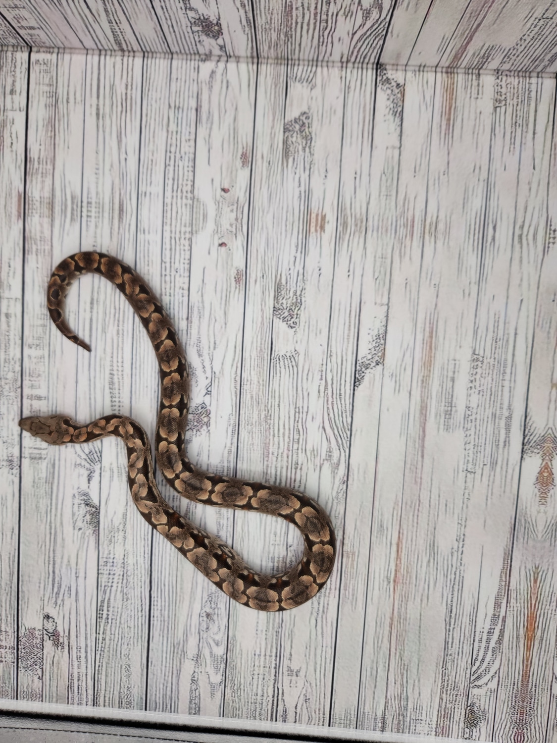 Dumeril's Boa by HomeStead Exotics - MorphMarket