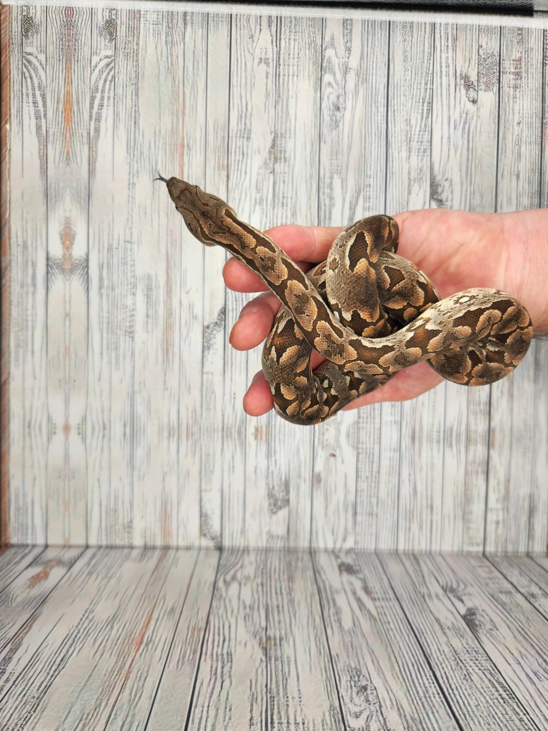 Dumeril's Boa by HomeStead Exotics - MorphMarket