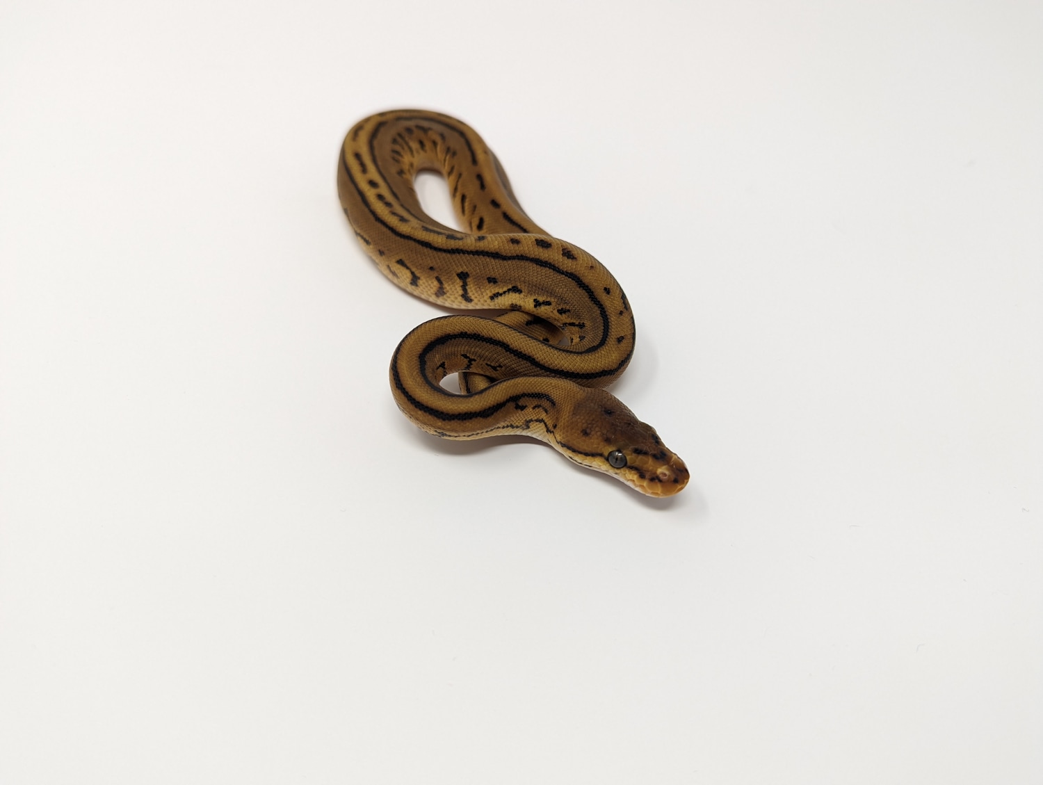 Enchi Leopard Pinstripe Spotnose 50% TH Axanthic DG Pied Ball Python by ...