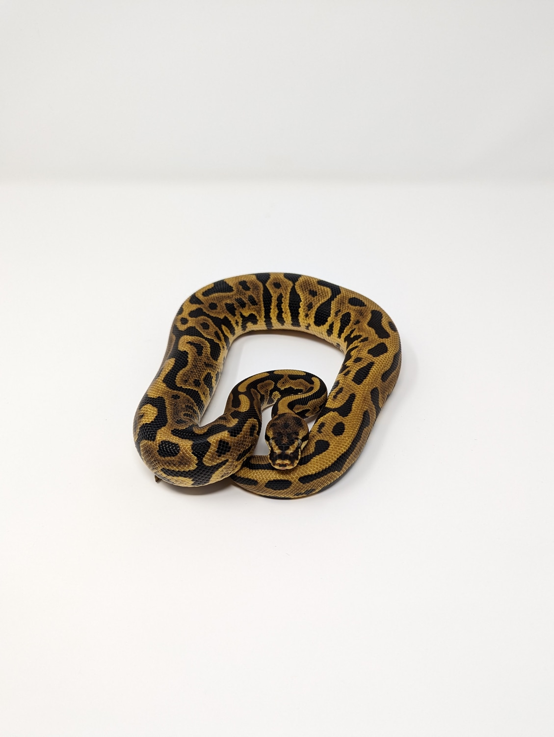 Enchi Leopard Spotnose Het Pied 50% DH Axanthic DG Ball Python by ...