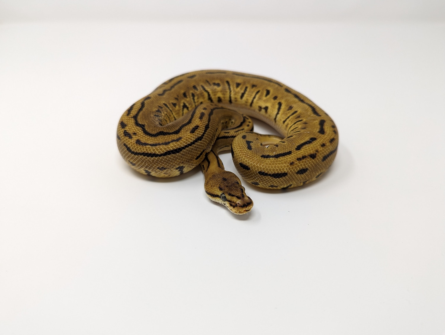 Enchi Leopard Pinstripe Spotnose 50% DH Axanthic DG Ball Python by ...