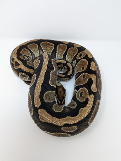 Double Het Axanthic (VPI) Pied **PROVEN BREEDER** Ball Python by ...