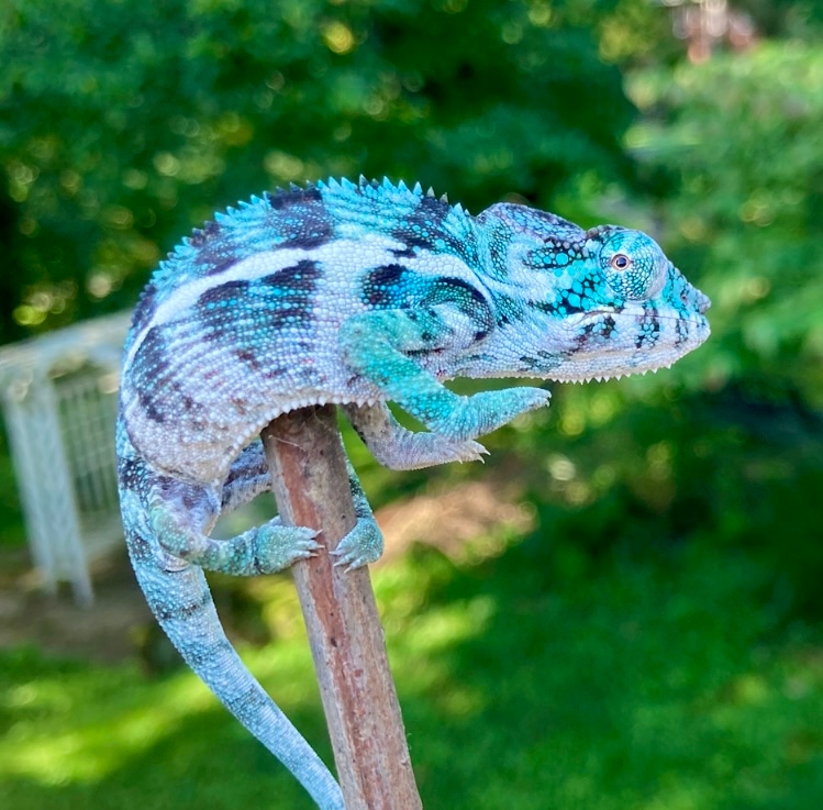 Blue Ambanja Panther Chameleon by Cloud 9 Chameleons - MorphMarket