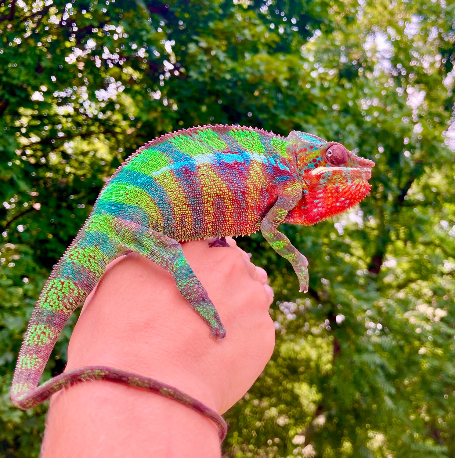 Ambilobe, Male Panther Chameleon by Cloud 9 Chameleons - MorphMarket