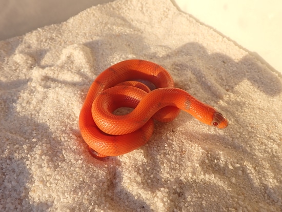 Aberrant Extreme Vanishing Pattern Tangerine Hypo Honduran Milk Snake ...