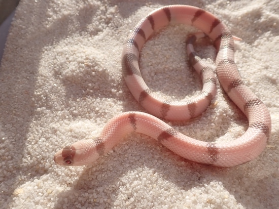 Extreme Ghost/Aberrant Line Honduran Milk Snake by Honduran Milk Snake ...