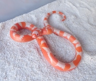 Aberrant Tangerine Albino Honduran Milk Snake by Honduran Milk Snake ...