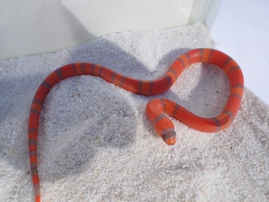 Extreme Tangerine Hypo/Aberrant Line Honduran Milk Snake by Honduran ...