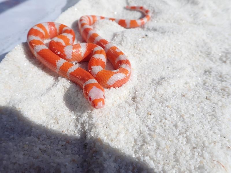 Tangerine Albino Aberrant Line Honduran Milk Snake by Honduran Milk ...