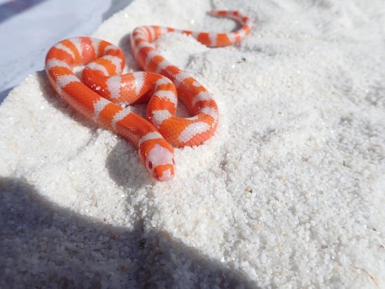Tangerine Albino Aberrant Line Honduran Milk Snake by Honduran Milk ...