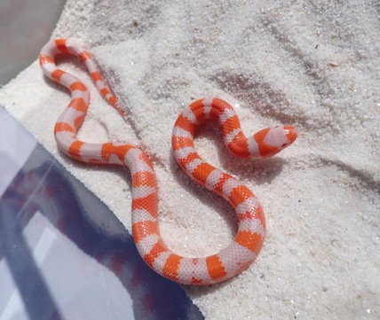 Honduran Milk Snake Morphs - MorphMarket