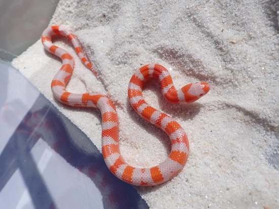 Aberrant Tangerine Albino Honduran Milk Snake by Honduran Milk Snake Morphs