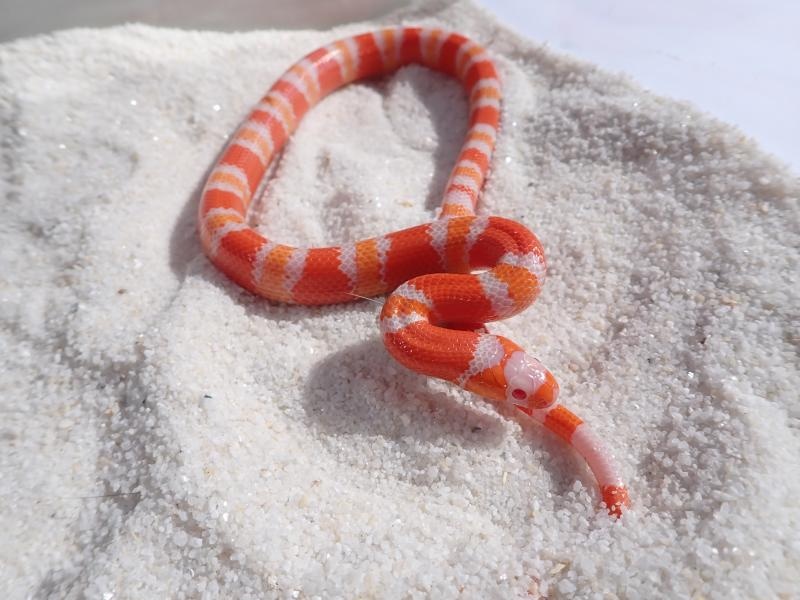 Tangerine Albino Honduran Milk Snake by Honduran Milk Snake Morphs ...