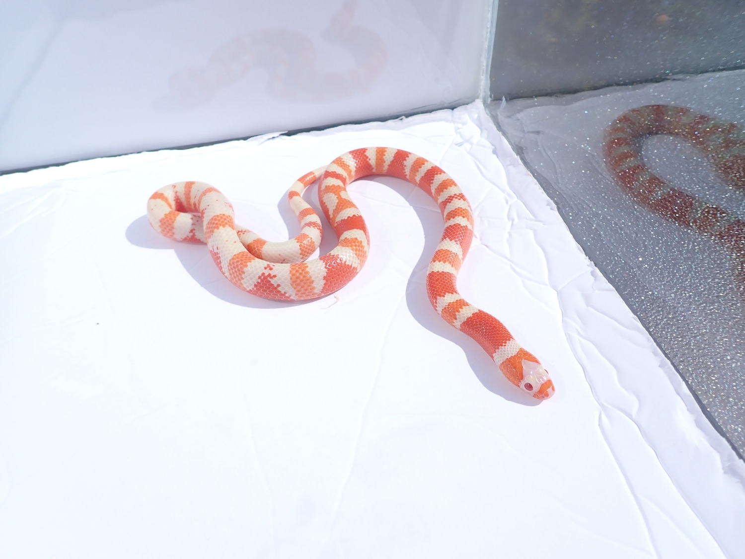 Aberrant Tangerine Albino Honduran Milk Snake by Honduran Milk Snake ...