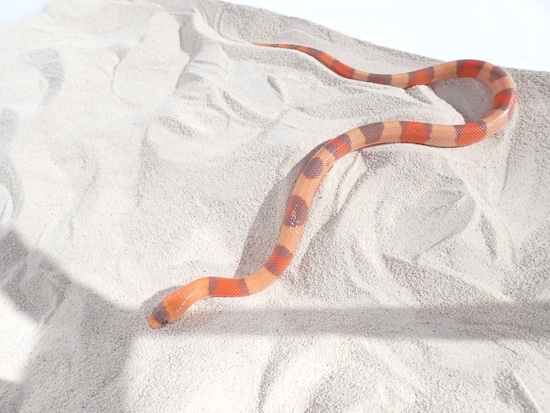 Extreme Aberrant Tricolor Hypo Honduran Milk Snake by Honduran Milk ...