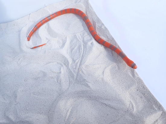 Extreme Aberrant Tangerine Hypo Honduran Milk Snake by Honduran Milk ...