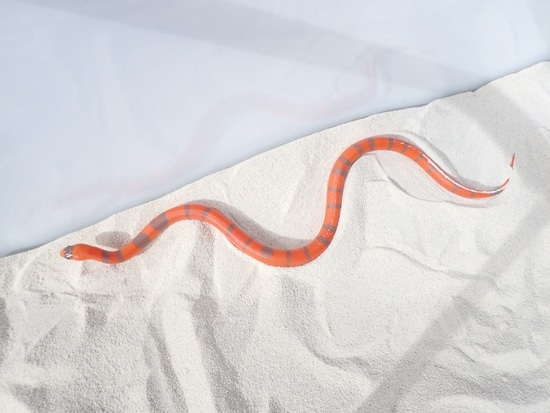 Extreme Aberrant Tangerine Hypo Honduran Milk Snake by Honduran Milk ...