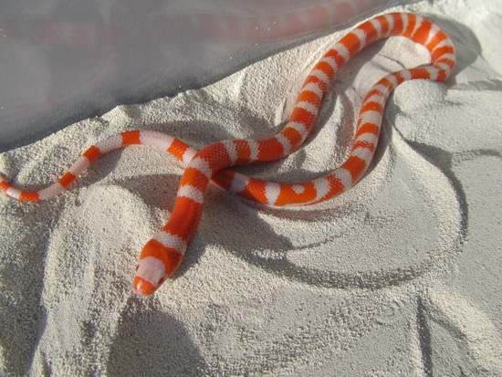 Aberrant Tangerine Albino Honduran Milk Snake by Honduran Milk Snake Morphs