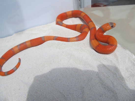 Extreme VP Aberrant Tricolor Hypo Honduran Milk Snake by Honduran Milk ...