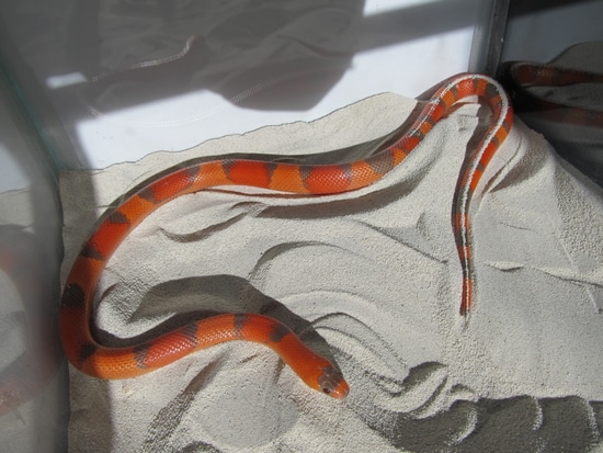 Extreme Sockhead Aberrant VP Tricolor Hypo Honduran Milk Snake by ...